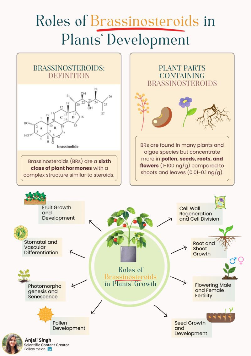 Đây là những điều bạn nên biết về Brassinosteroids: 👇🏻 - NGUYỄN QUANG ...