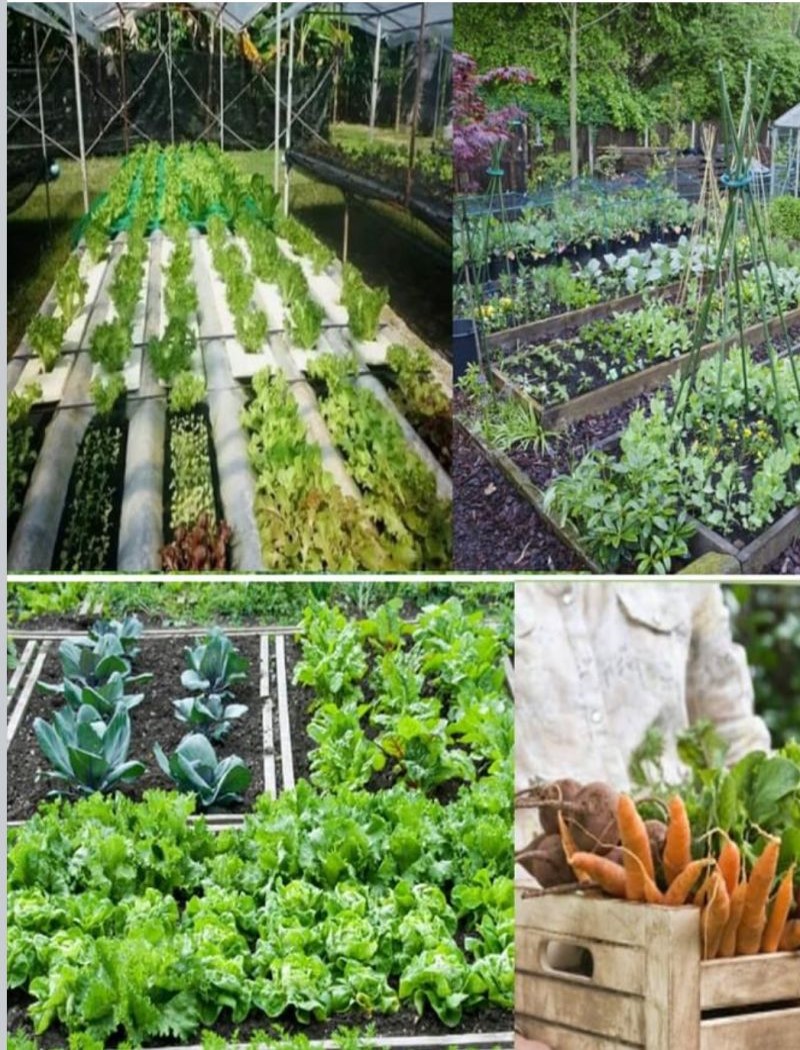 20 loại rau phát triển trong bóng râm - NGUYỄN QUANG HƯNG BLOG