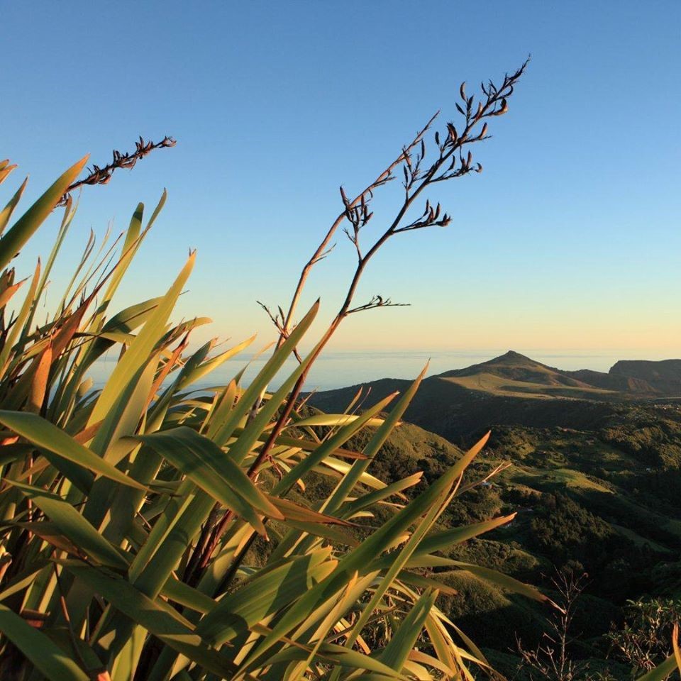 Cây Harakeke (New Zealand Flax) - NGUYỄN QUANG HƯNG BLOG