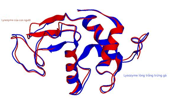 Lysozyme là một trong những protein vi mô mạnh nhất trong hệ thống miễn ...