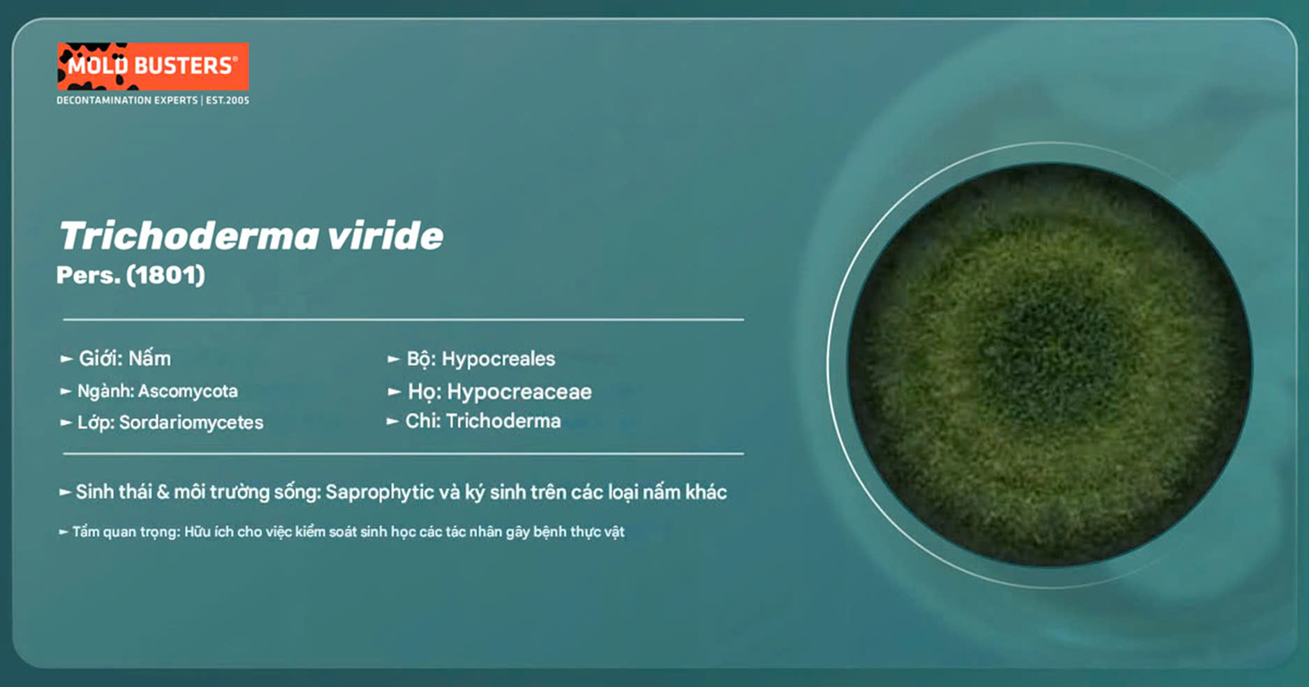 Trichoderma: một loại nấm đa năng, có lợi cho thực vật - NGUYỄN QUANG ...